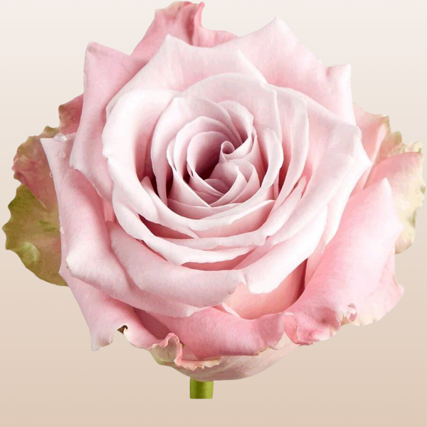 Faith Rose Variety - EbloomsDirect