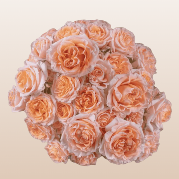 Fibonacci Aureus Peach Spray Rose | Free Delivery Near Me EbloomsDirect