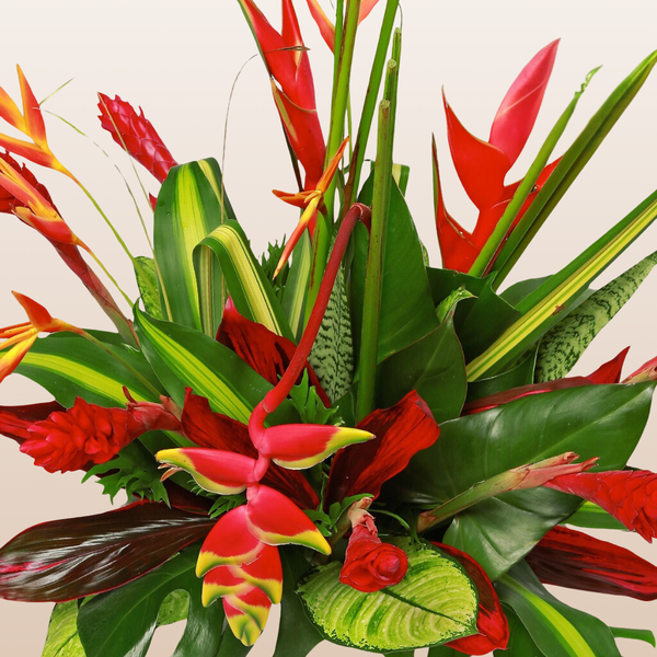 Fiesta DIY Tropical Flower Combo Box #7 – Heliconias, Red Gingers & Fo ...