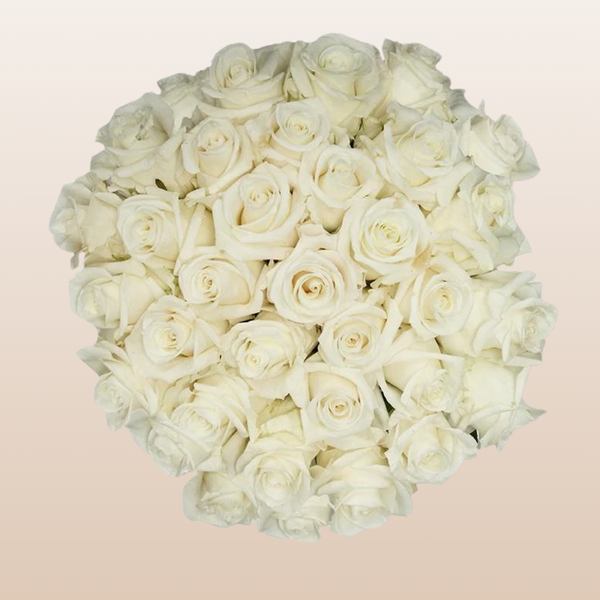First Lady Roses – EbloomsDirect