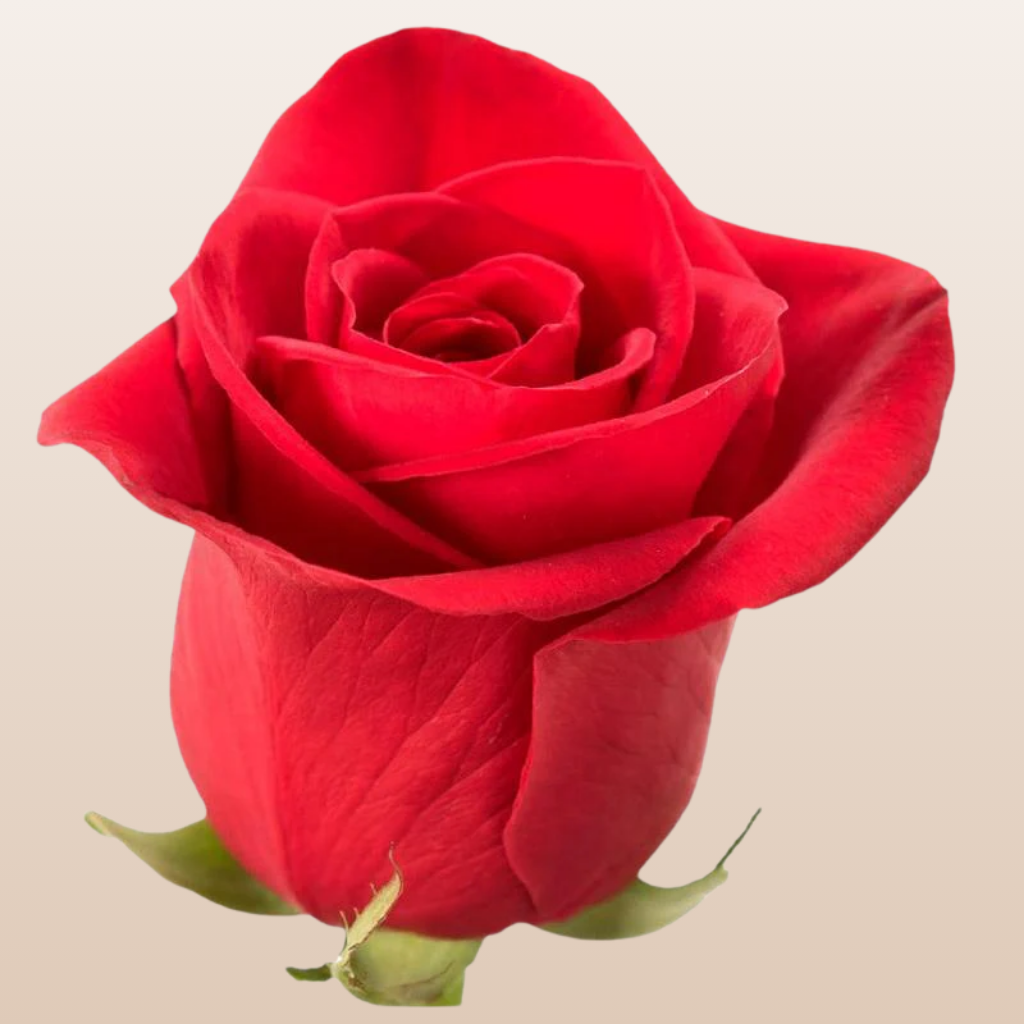 Freedom Rose Variety - EbloomsDirect