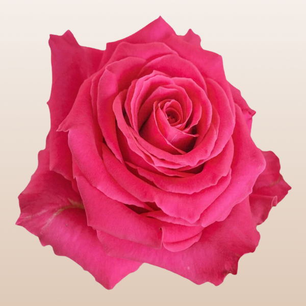 Full Monty Rose Variety - Hot Pink Roses near me - EbloomsDirect