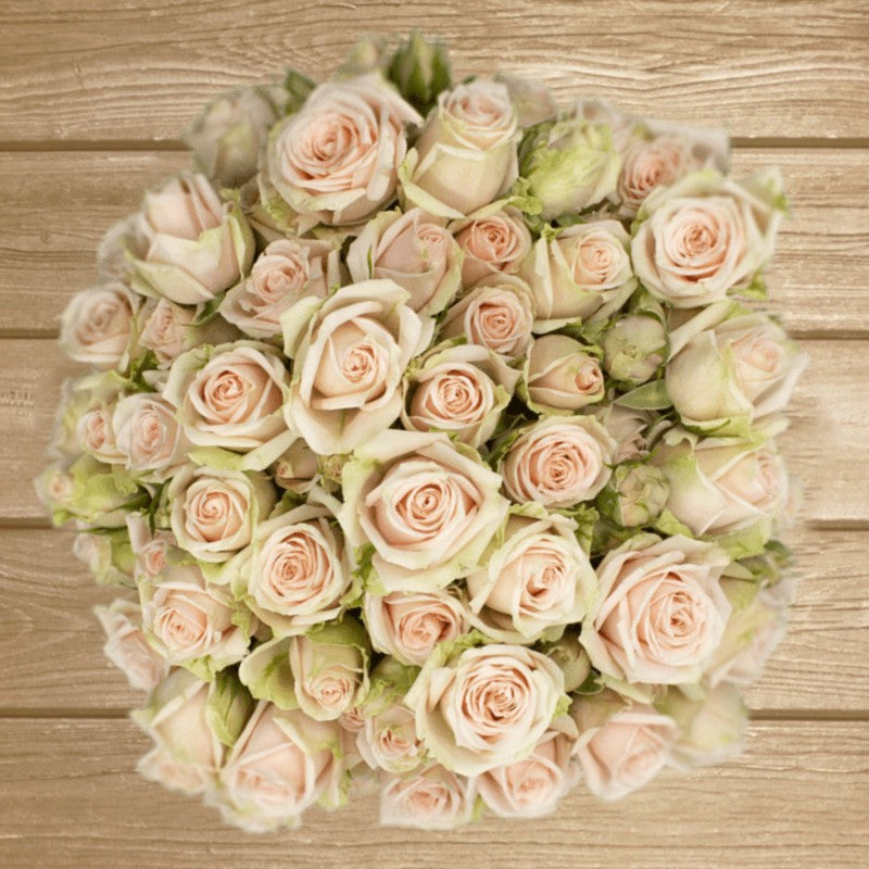 Ginger Blush Pink Spray Rose - EbloomsDirect – Eblooms Farm Direct Inc.