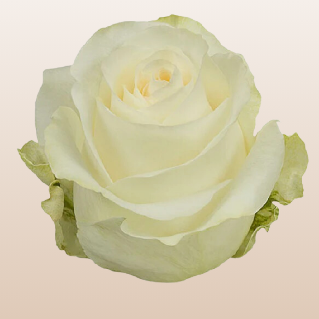 Glacier Magic Roses – EbloomsDirect