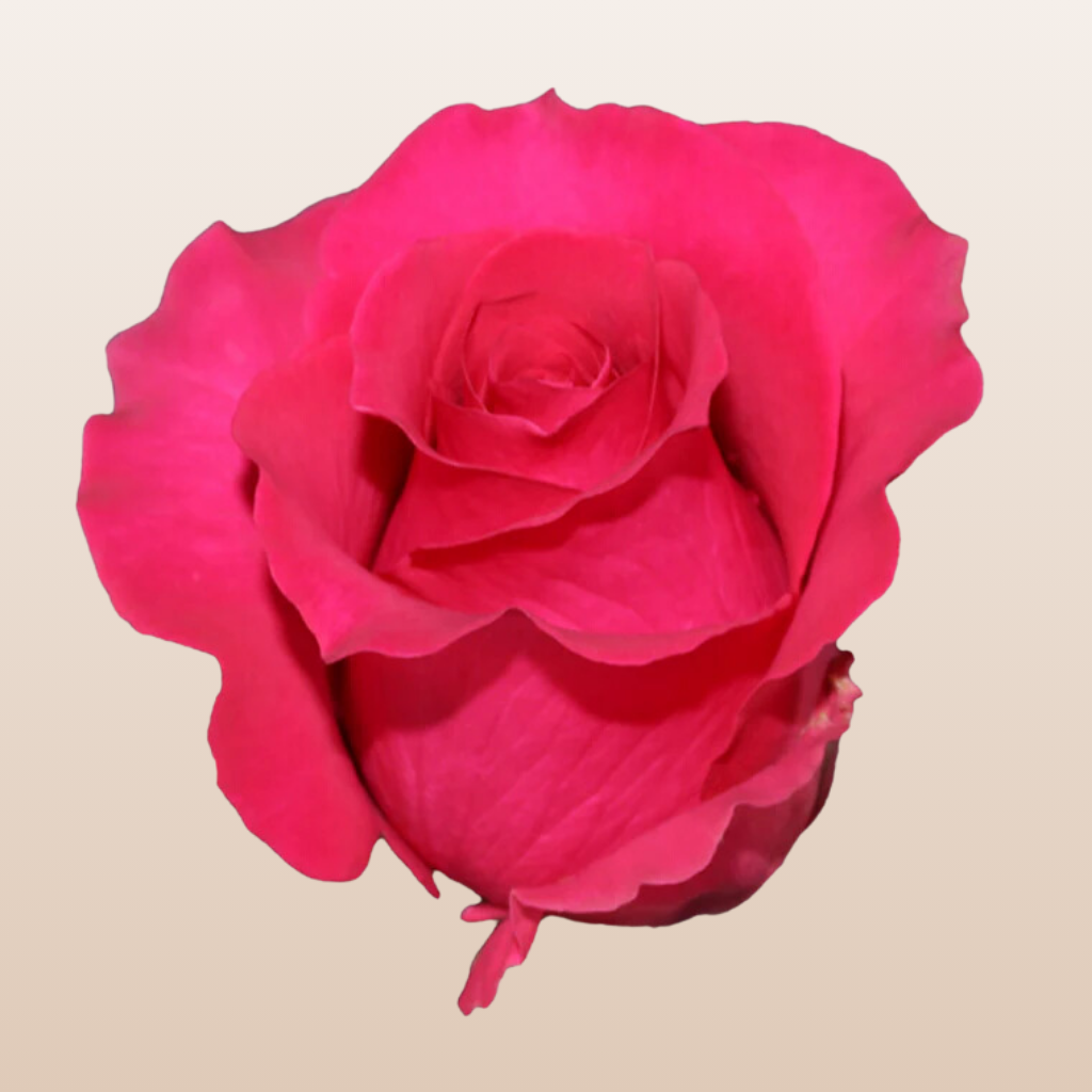 Gotcha Rose Variety - Hot Pink Roses near me - EbloomsDirect