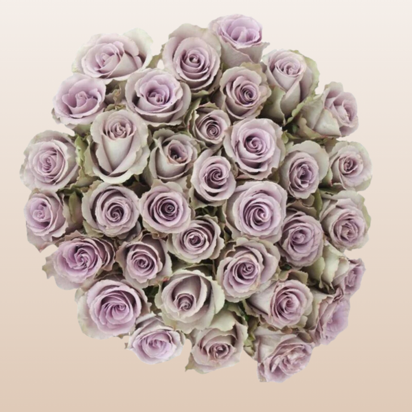 Grey Knights Rose Variety - EbloomsDirect
