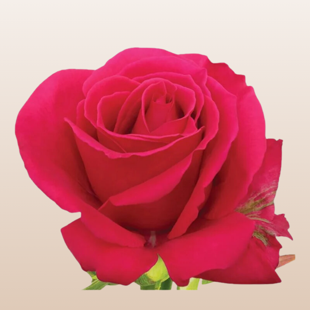 Hot Lady Rose Variety - Hot Pink Roses near me - EbloomsDirect ...