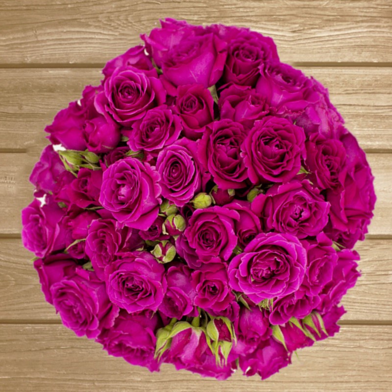 Hot majolika Hot Pink Spray Rose - EbloomsDirect – Eblooms Farm Direct Inc.