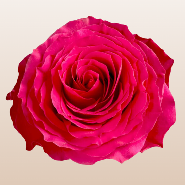Hot Spot Rose Variety - Hot Pink Roses near me - EbloomsDirect