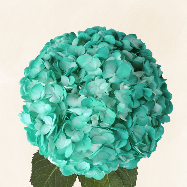 Hydrangeas Tinted Aqua – EbloomsDirect