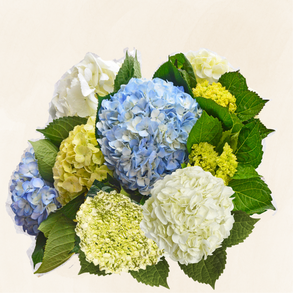 Hydrangeas Assorted – EbloomsDirect