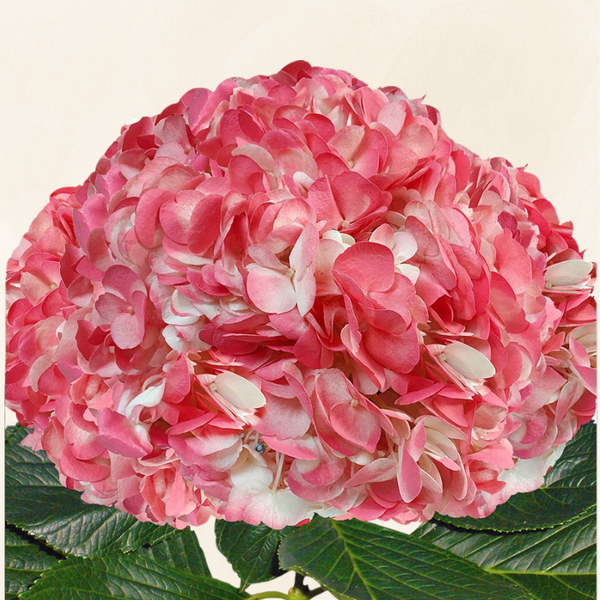 Hydrangeas Tinted Coral Pink – EbloomsDirect