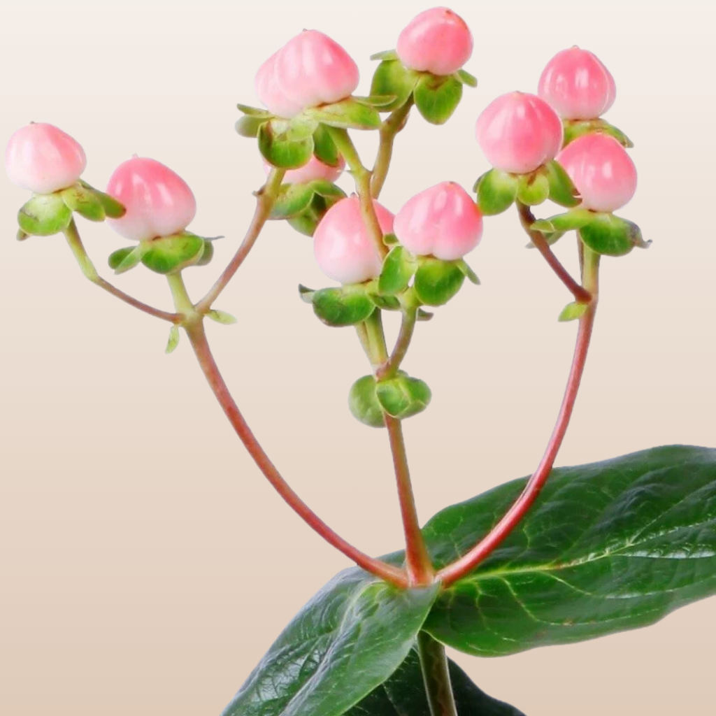 Hypericum Pink – EbloomsDirect