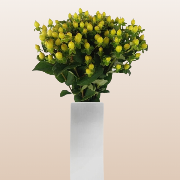 Hypericum Yellow – EbloomsDirect