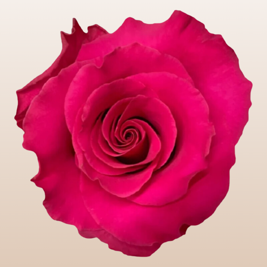 Janeiro Rose Variety - Hot Pink Roses near me - EbloomsDirect