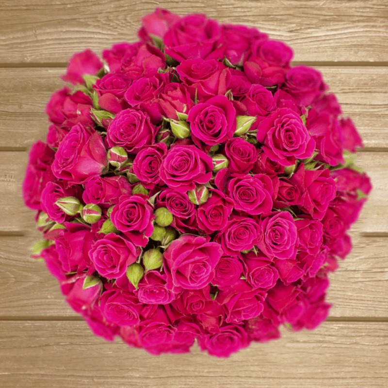 Lovely Lydia Hot Pink Spray Rose - EbloomsDirect – Eblooms Farm Direct Inc.