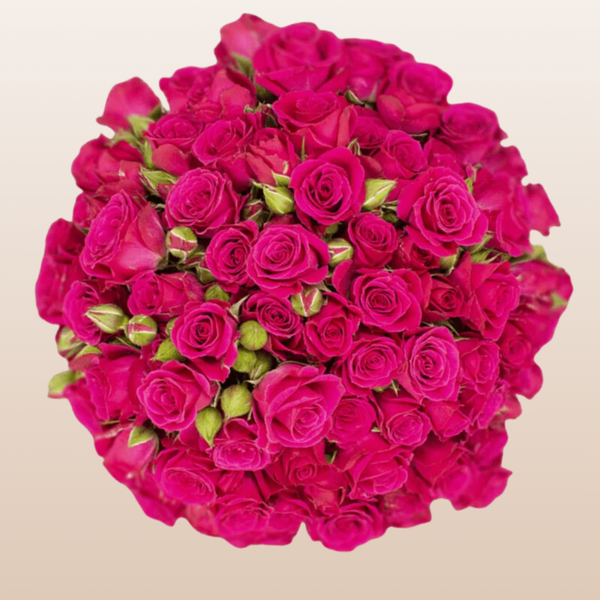 Lovely Lydia Hot Pink Spray Rose | Free Delivery Near Me - EbloomsDirect