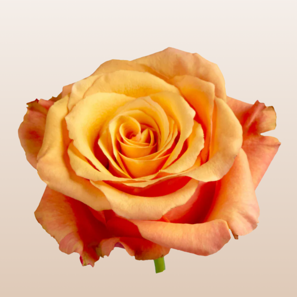 Lumia Roses – EbloomsDirect