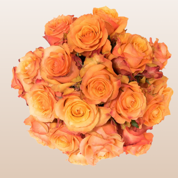 Lumia Roses – EbloomsDirect