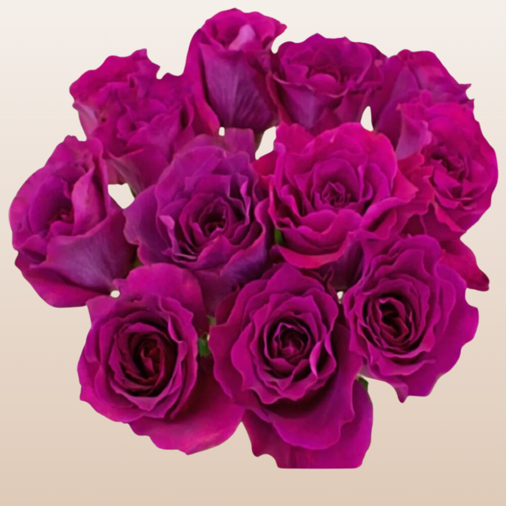 Mamy Blue Garden Rose - Purple - Free Delivery $80 – EbloomsDirect