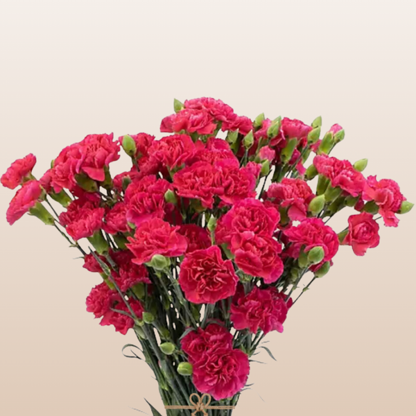 Mini Carnation Hot Pink Pigeon – Eblooms Farm Direct Inc.