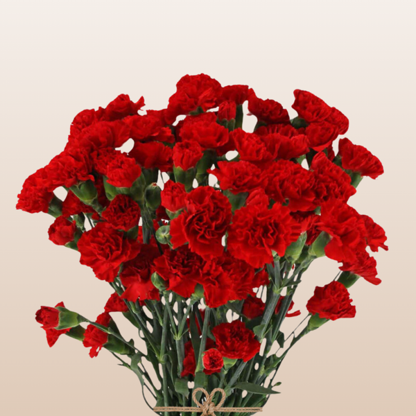 Mini Carnation Red Rony – EbloomsDirect