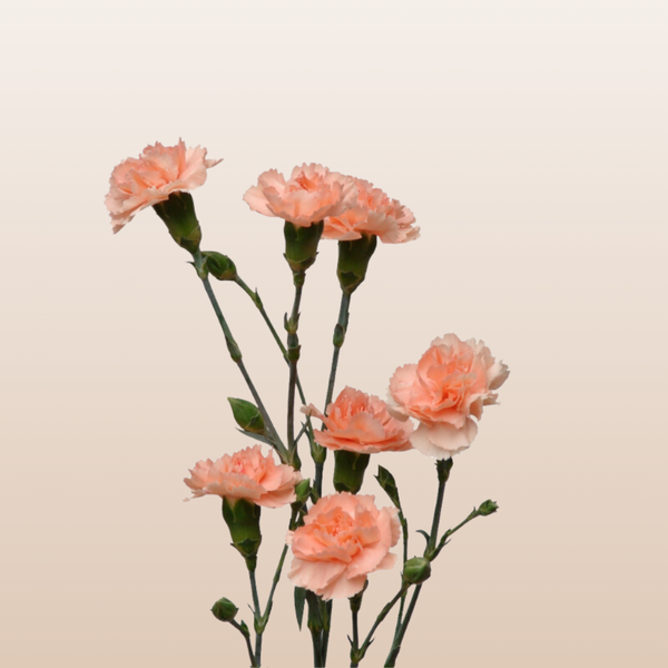 Mini Carnations Peach Hamada – EbloomsDirect