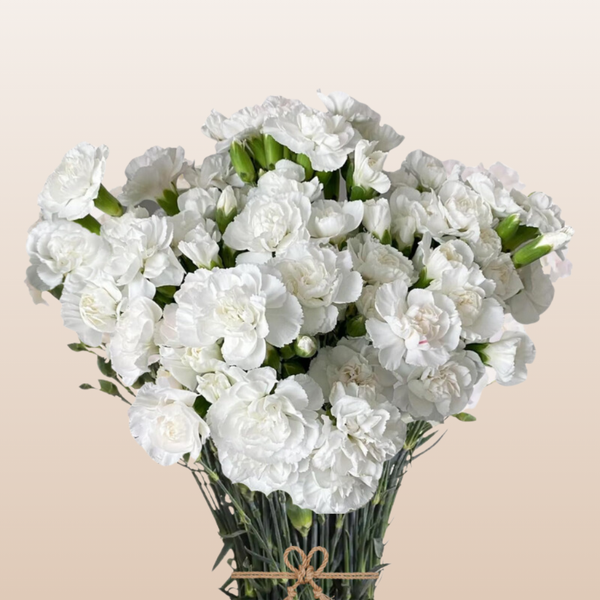 Mini Carnations White Nimbus – EbloomsDirect