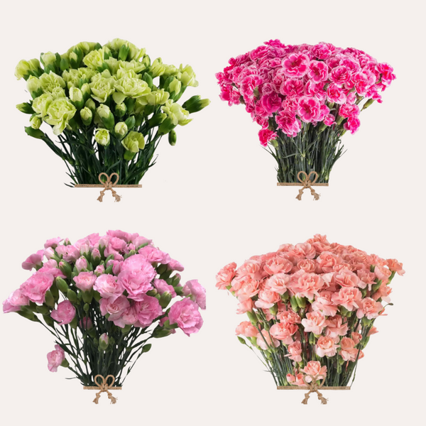 Mini Carnation Assorted Spring and Easter tones – Eblooms Direct Inc