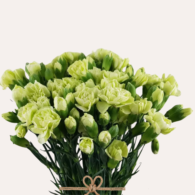 Mini Carnations Green Lagos – EbloomsDirect