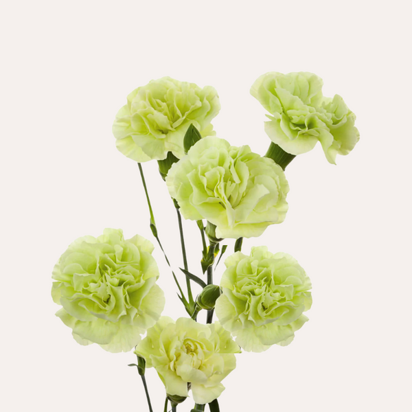 Mini Carnations Green Lagos – EbloomsDirect