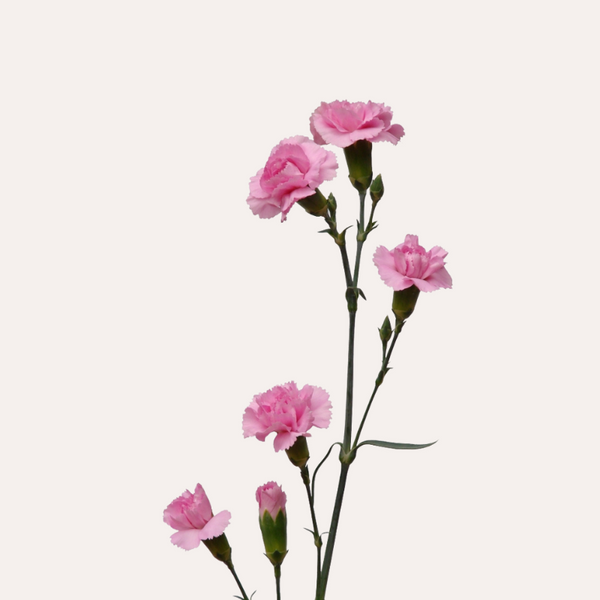 Mini Carnations Pink Pigeon – EbloomsDirect