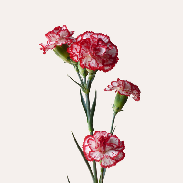 Mini Carnations Bicolor White-Red Minuetto – EbloomsDirect
