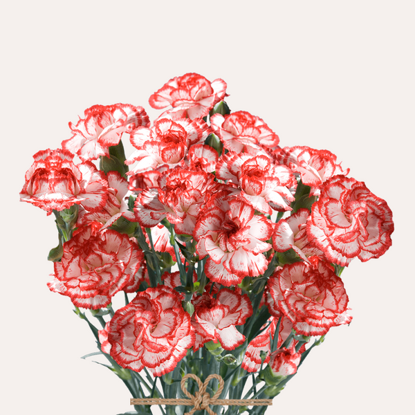 Mini Carnations Bicolor White-Red Minuetto – EbloomsDirect