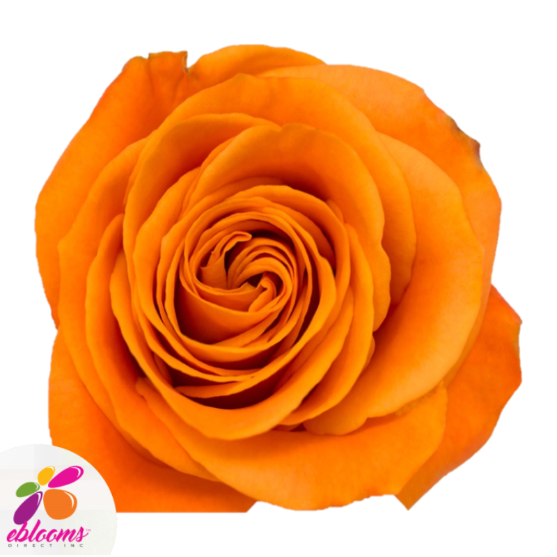 Nexus Roses – Eblooms Farm Direct Inc.