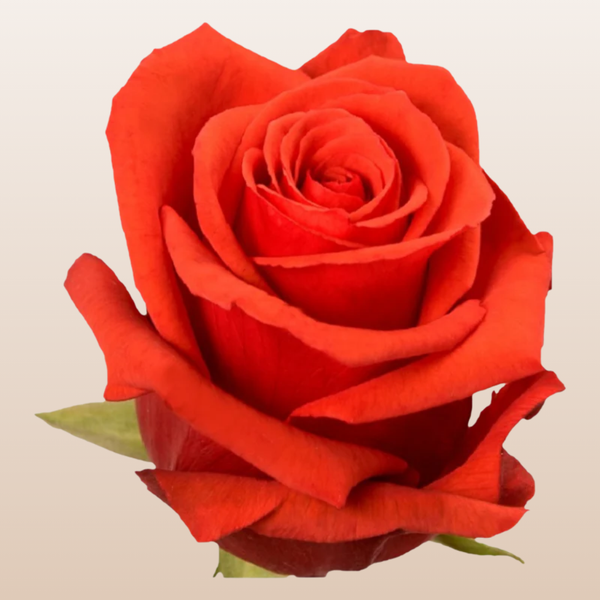 Nina Roses – EbloomsDirect