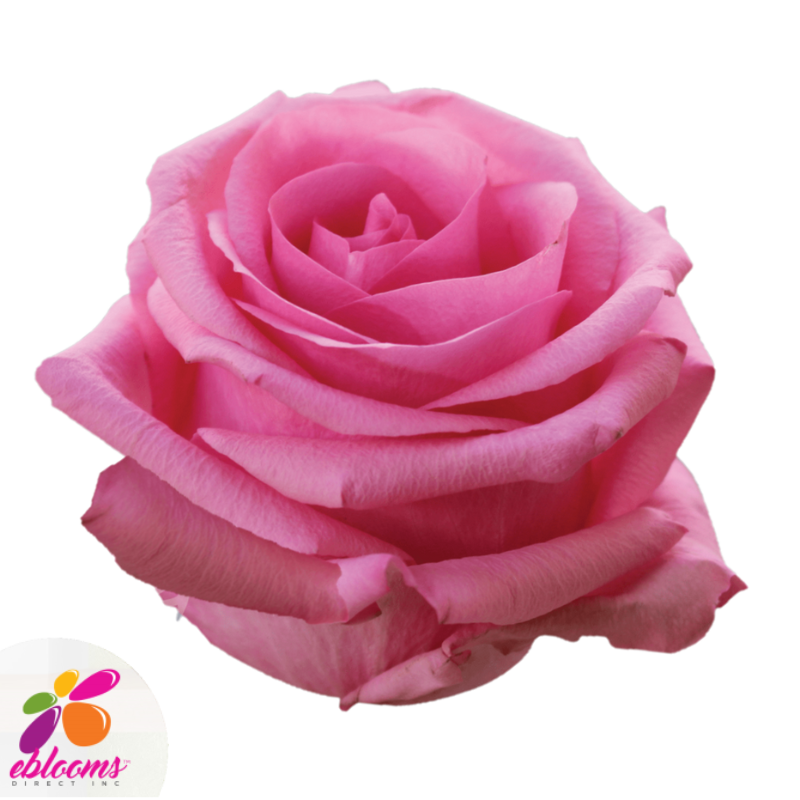 Opala medium Pink Rose Variety - EbloomsDirect – Eblooms Farm Direct Inc.