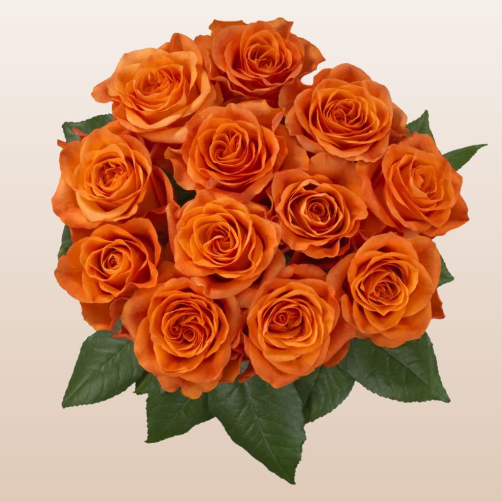 Orange Only Roses – EbloomsDirect