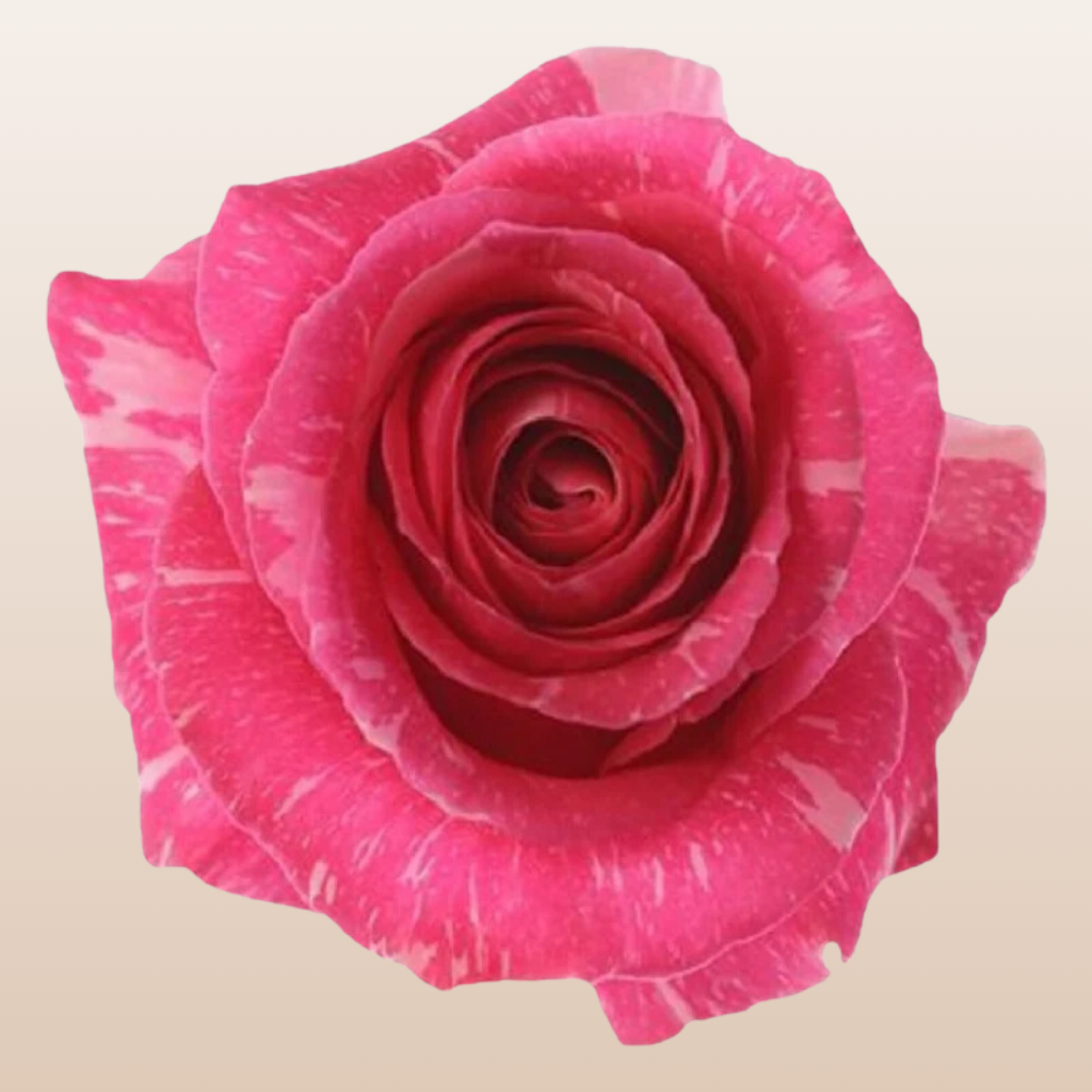 Pandora Rose Variety - Hot Pink Roses near me - EbloomsDirect