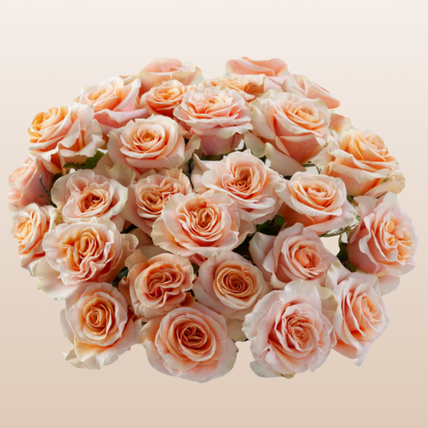Phoenix Roses – EbloomsDirect
