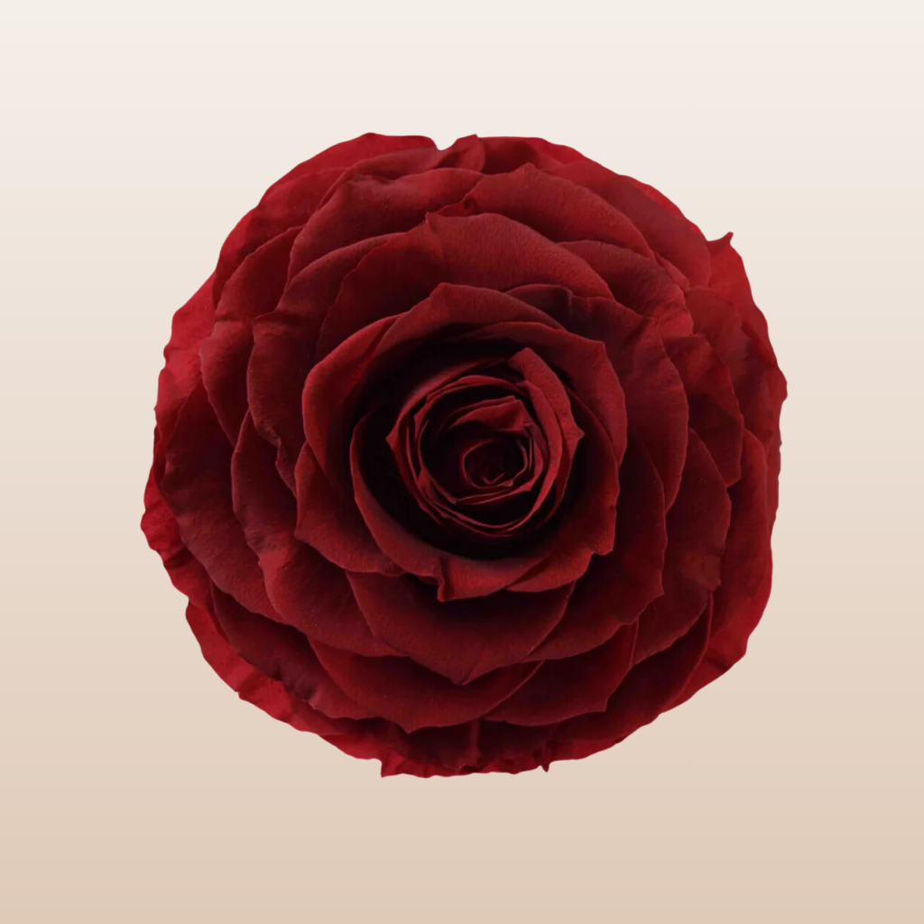 Preserved Roses Red Burgundy – EbloomsDirect