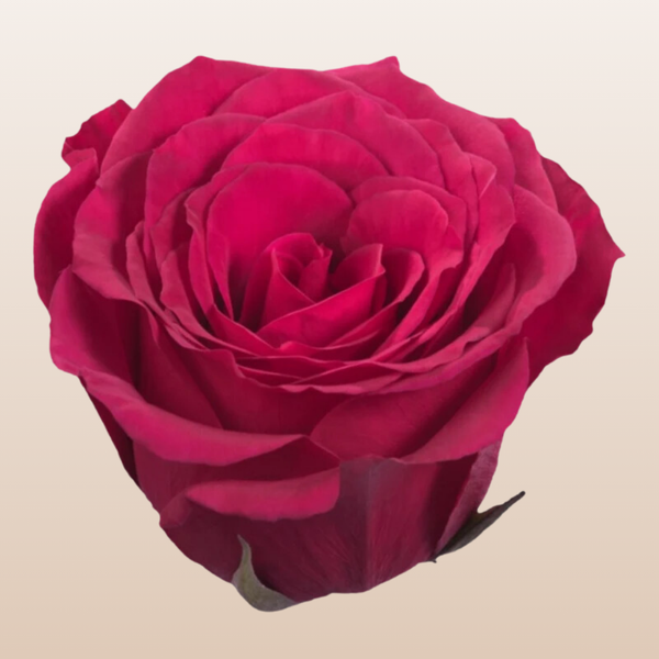 Queenberry Rose Variety - Hot Pink Roses near me - EbloomsDirect