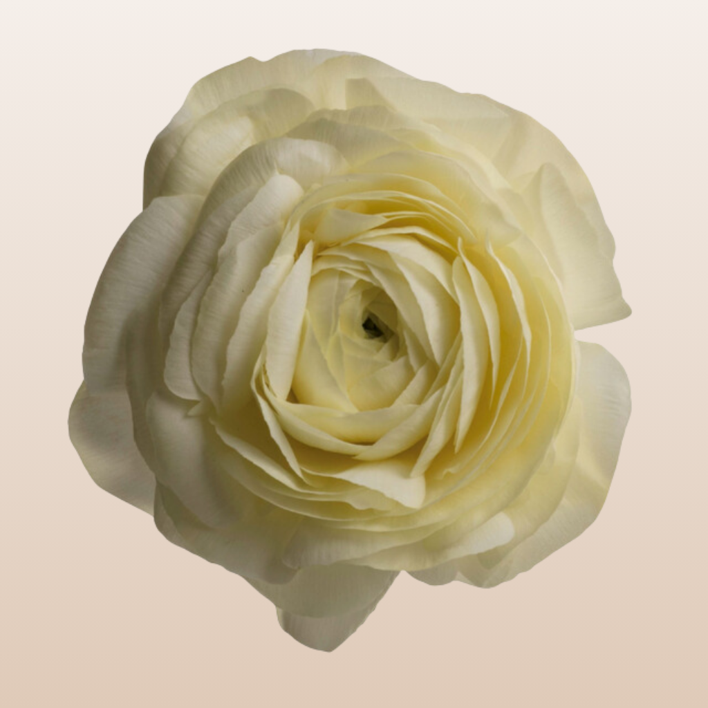 Ranunculus Cream Champagne - EbloomsDirect