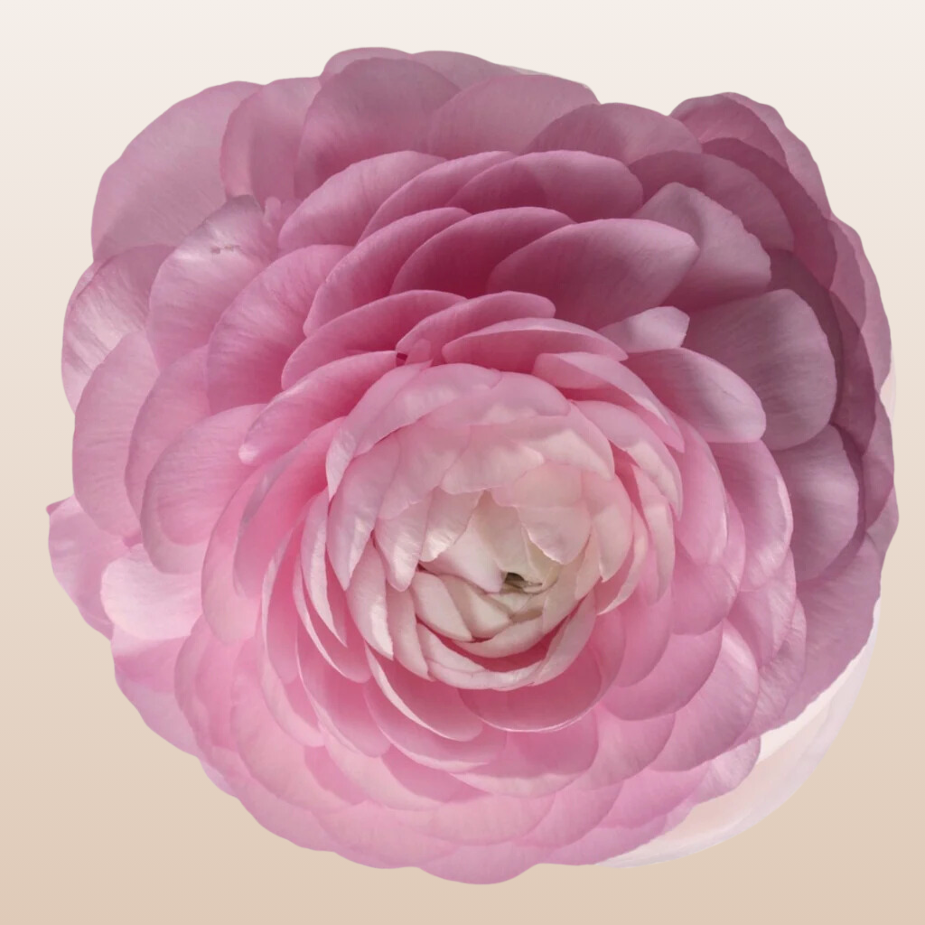 Ranunculus Light Pink - EbloomsDirect