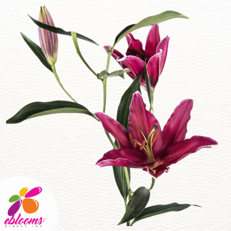 Corvara Red O Lilies – Eblooms Farm Direct Inc.
