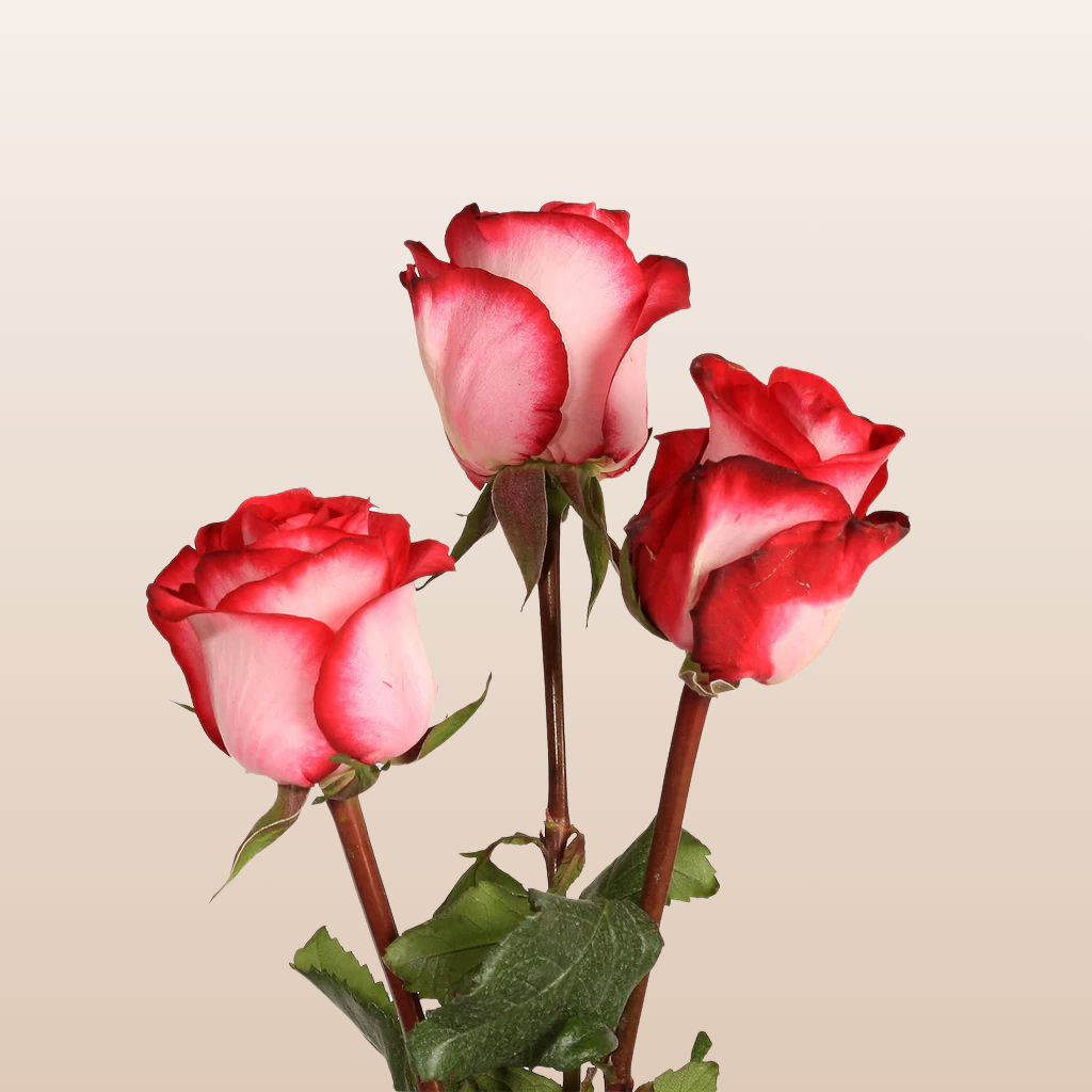 Riviera Roses – EbloomsDirect