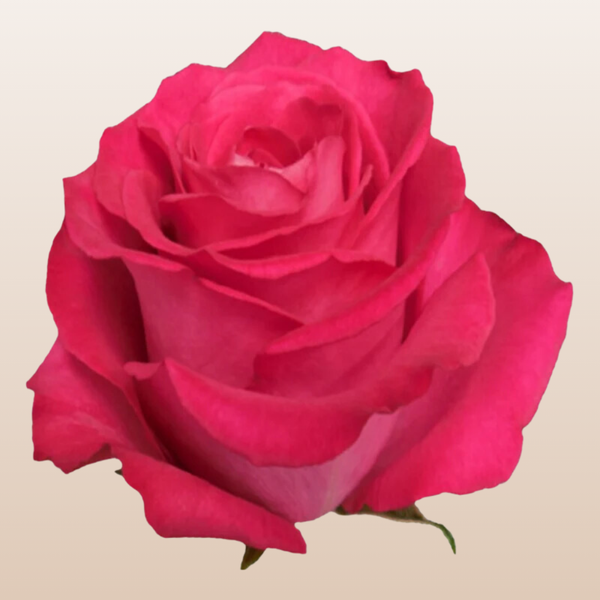 Rosato Rose Variety - Hot Pink Roses near me - EbloomsDirect