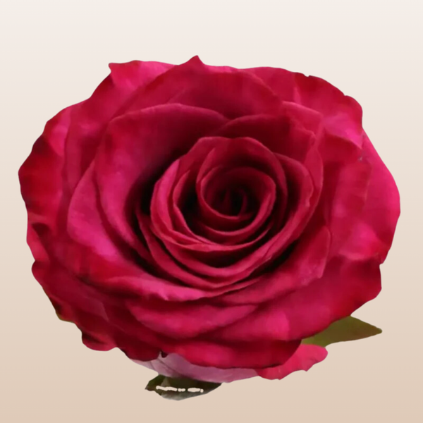 Roseberry Rose Variety - Hot Pink Roses near me - EbloomsDirect