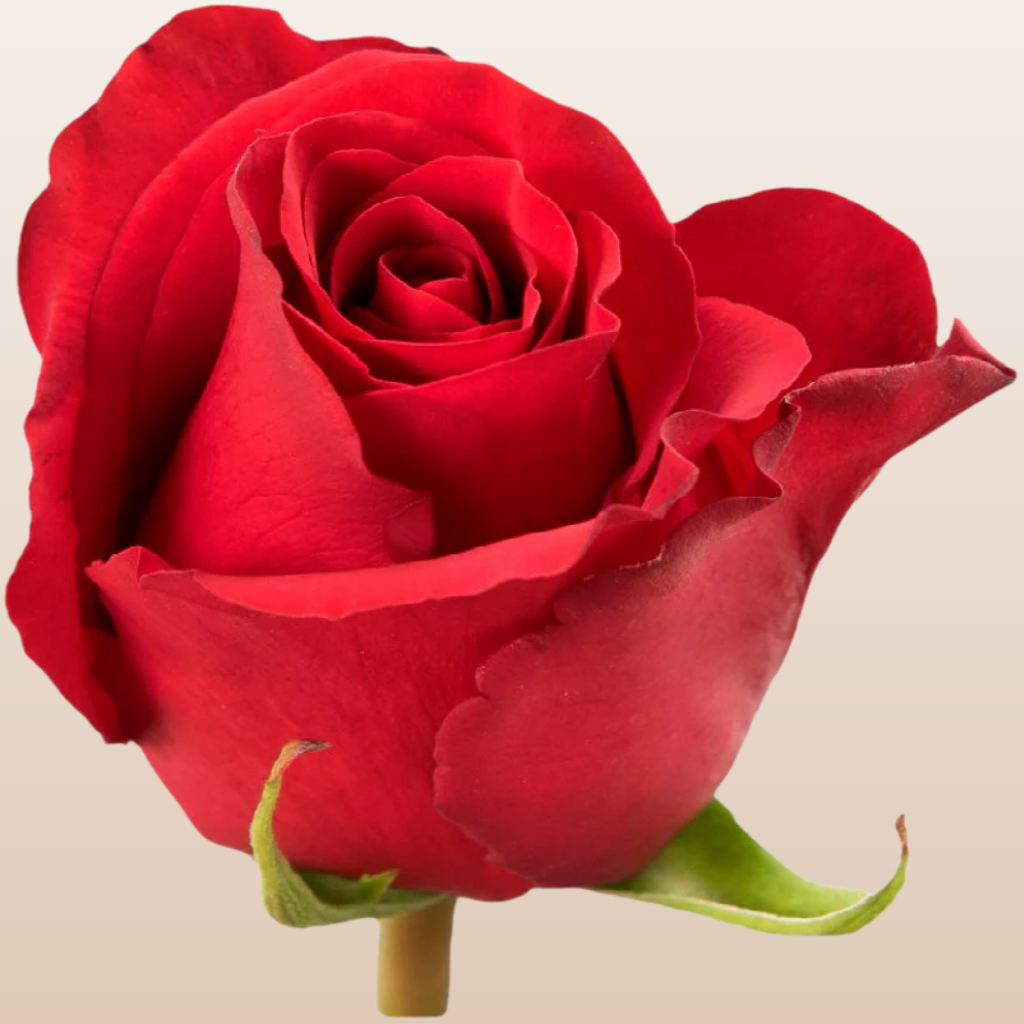 Royal Explorer Red Rose Variety - EbloomsDirect