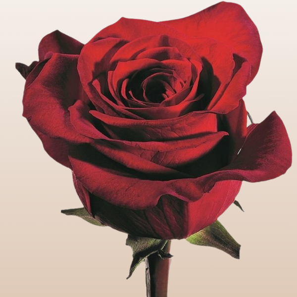 Scarlatta Red Rose Variety - EbloomsDirect